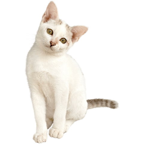 Declination Of Rabies Form | Chicago Cat Clinic
