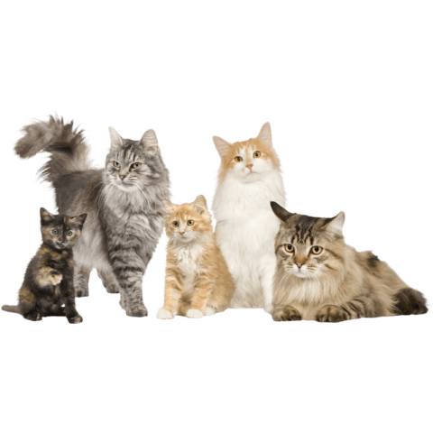 Declination Of Rabies Form Success | Chicago Cat Clinic